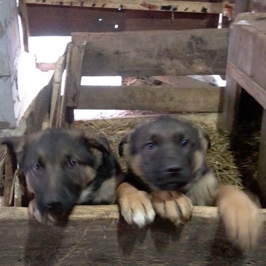 Немецкая овчарка, щенок