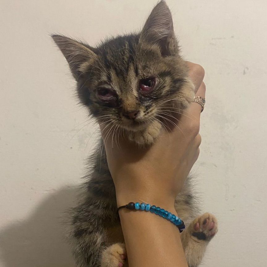 Котенок в добрые руки
