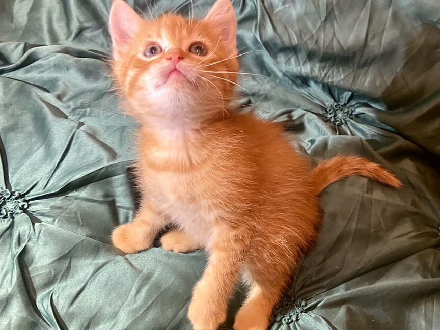 Котята