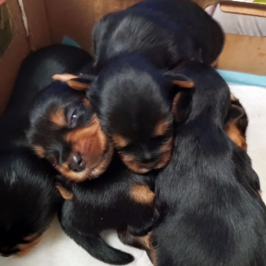 Йоркширский терьер, щенок