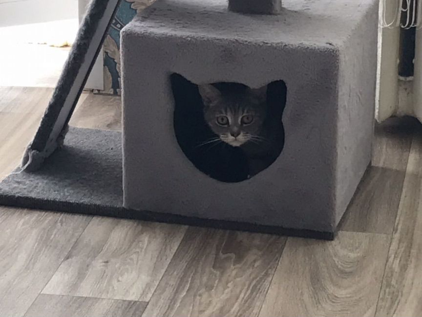 Кошка шотландец мраморный