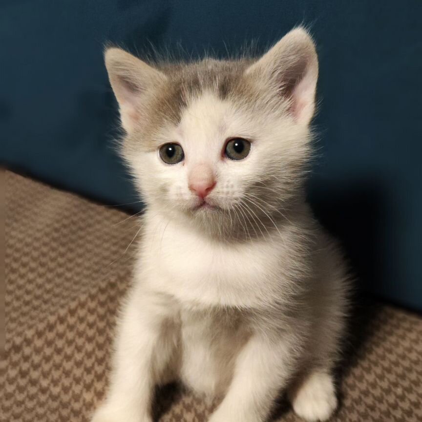Красивые котята в добрые руки