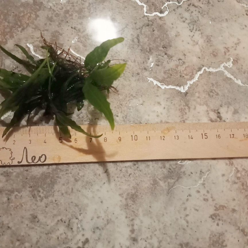 Папоротник аквариумный