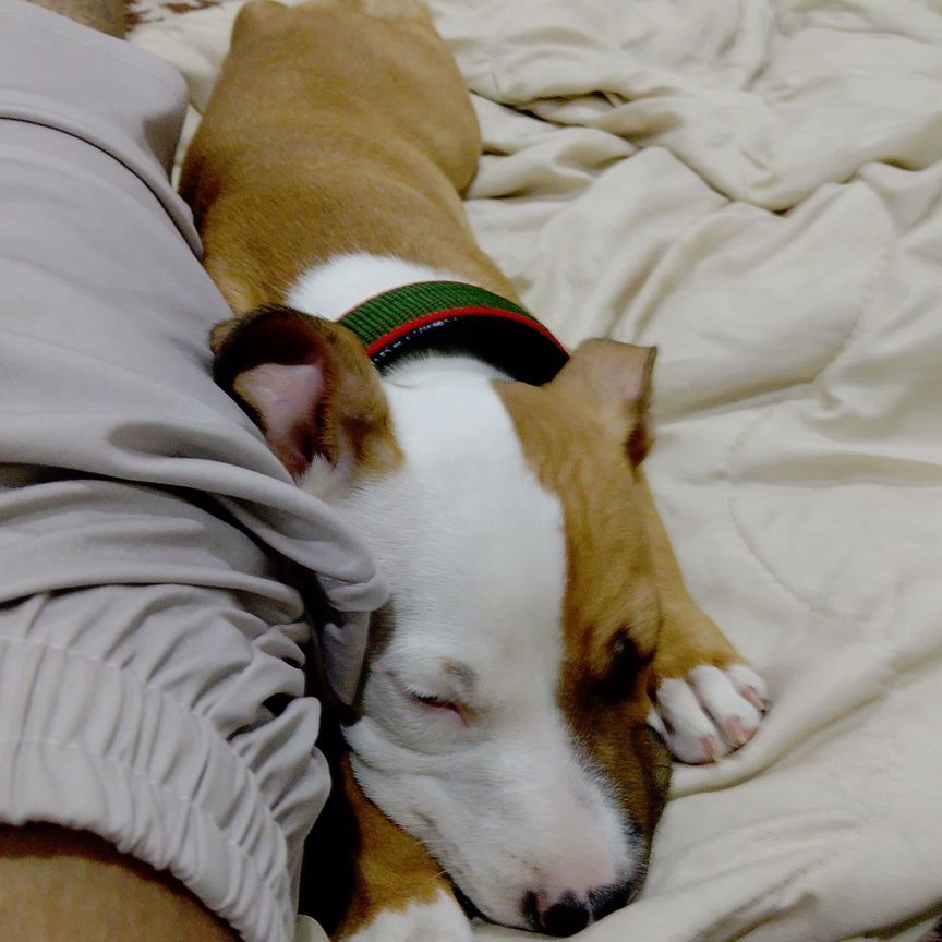 Американский стаффордширский терьер, щенок