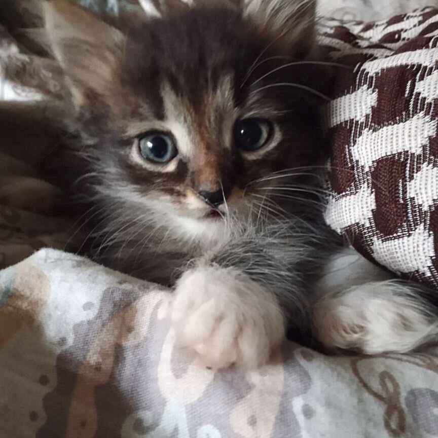 Отдаю котенка