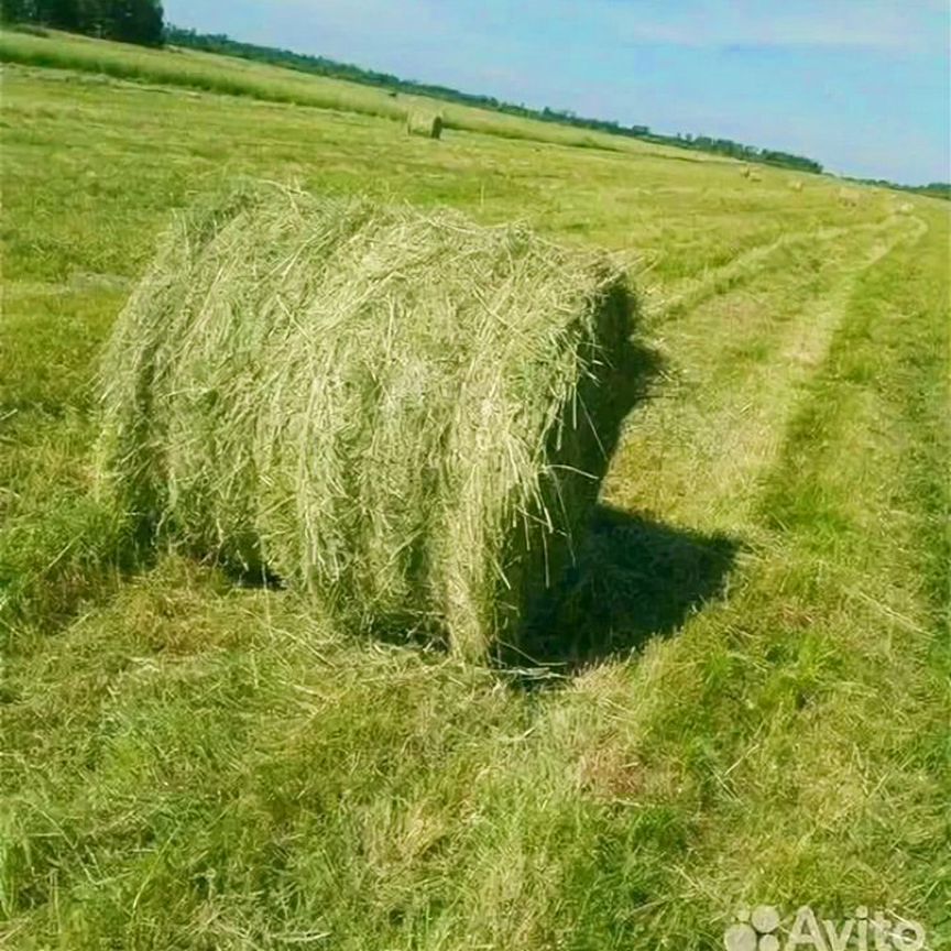 Сено экспорцет в рулонах