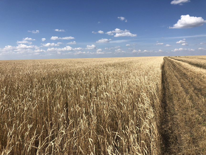 Пшеница 3 класс