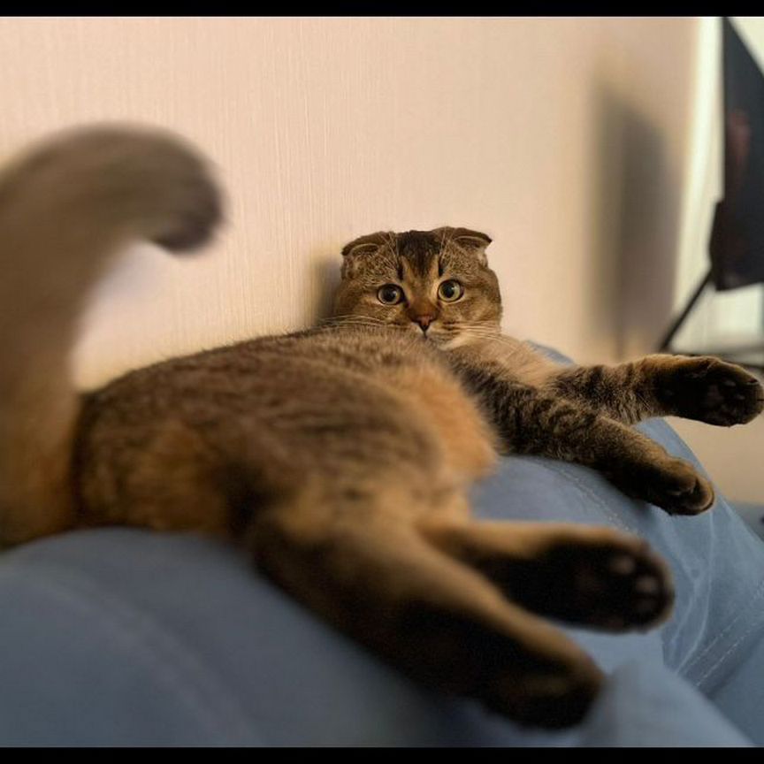 Котенок
