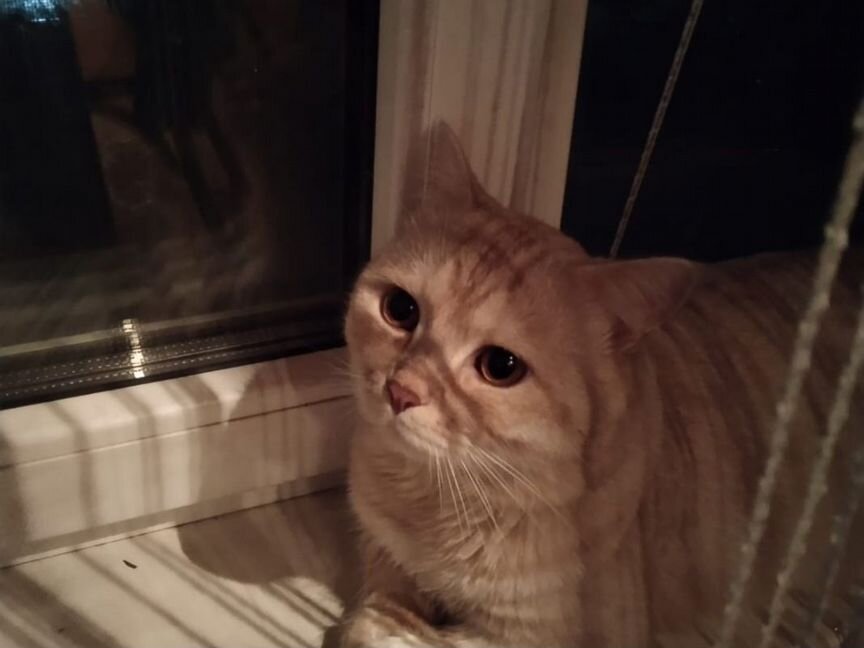Кошка