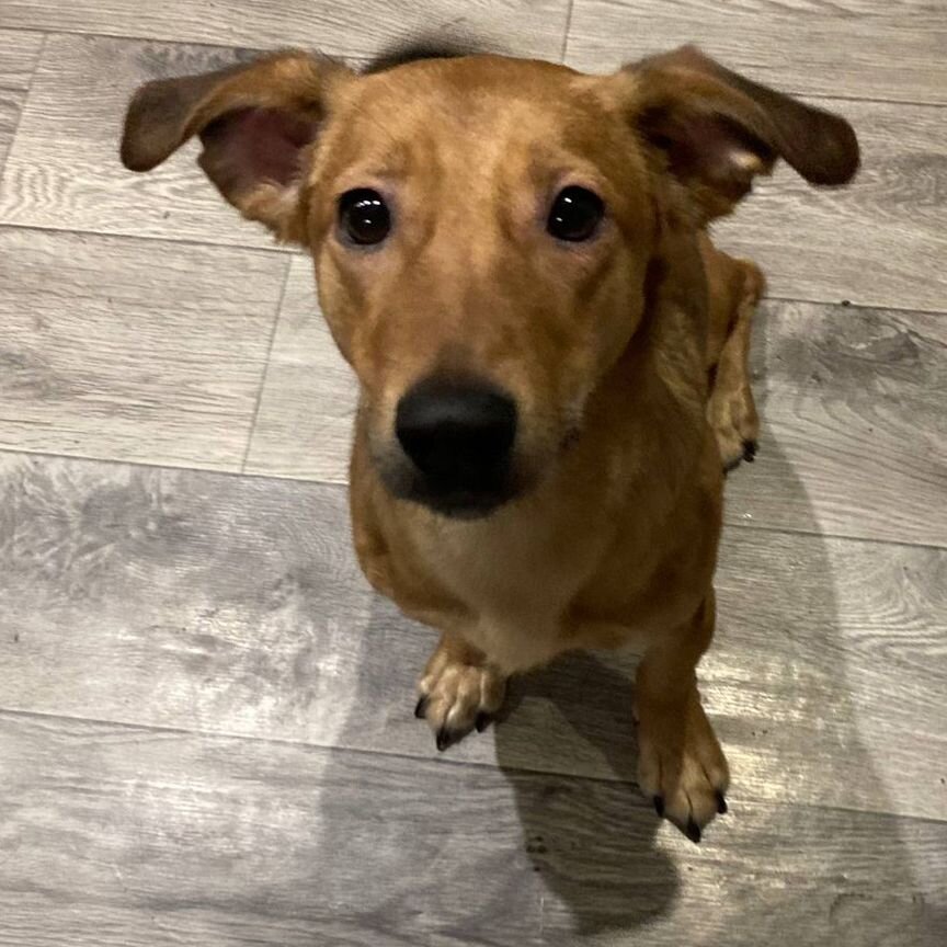 Взрослый пёс в добрые руки