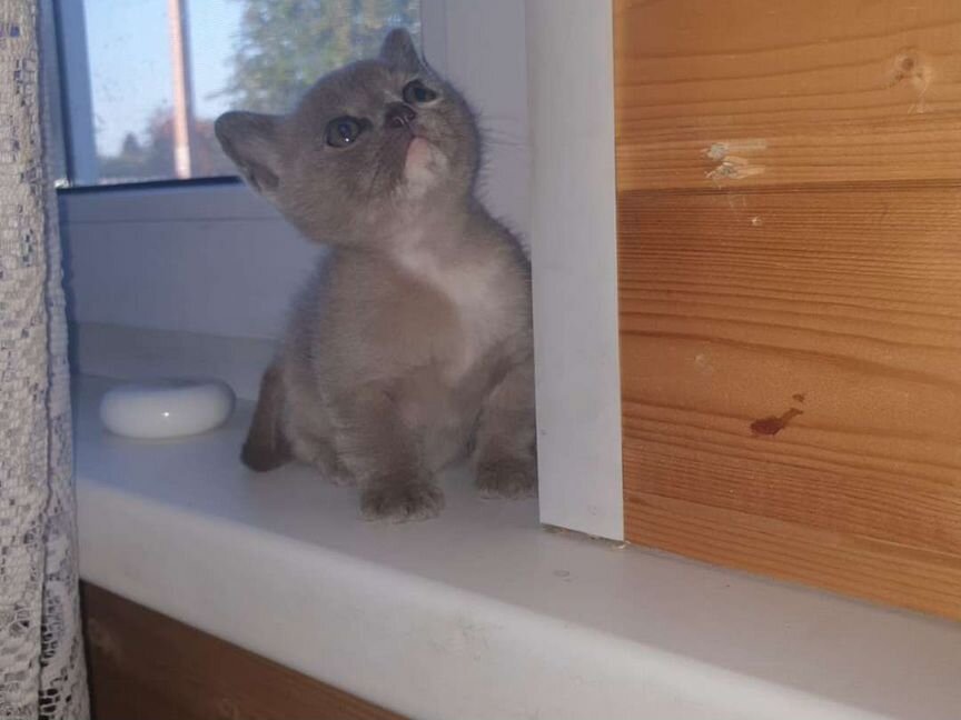 Бурманские котята