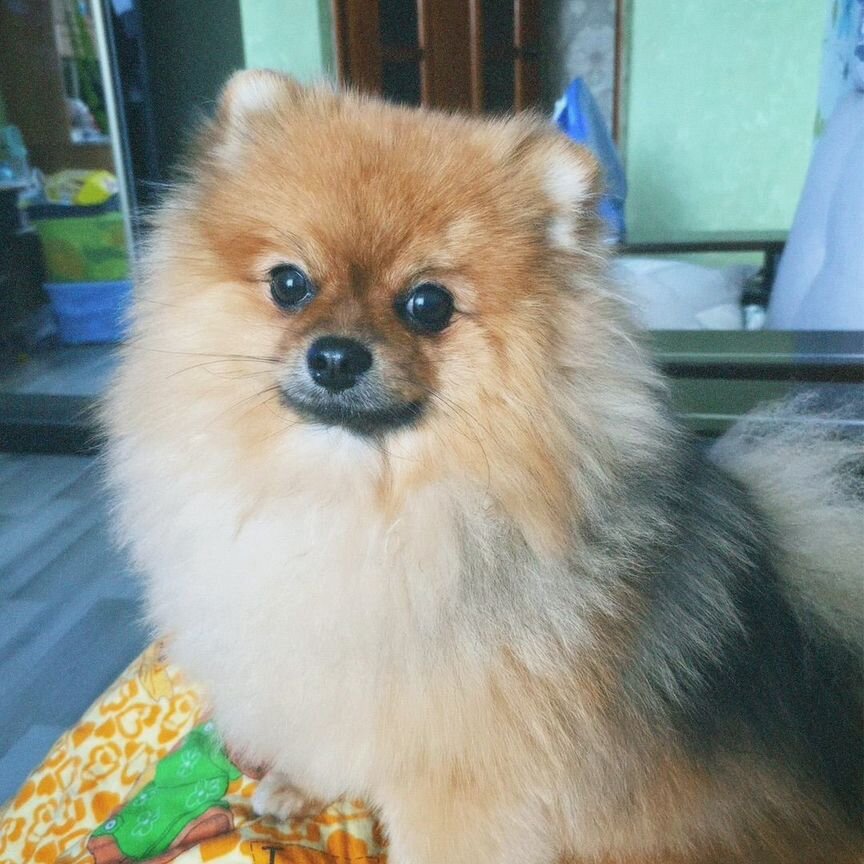 Шпиц ищет невесту