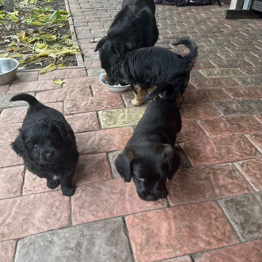 Отдам бесплатно щенки