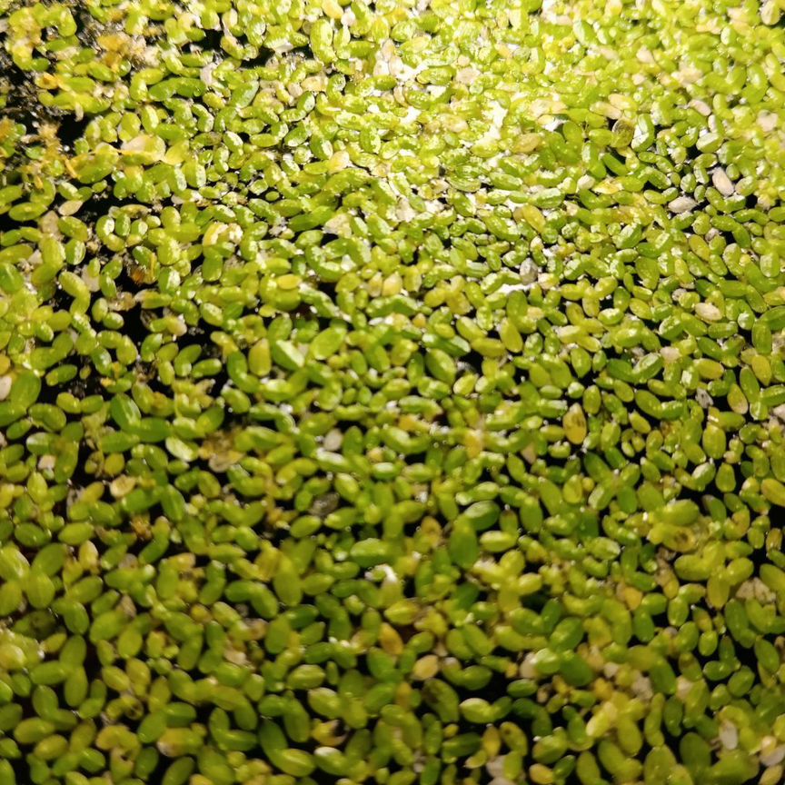 Ряска для аквариума в дар