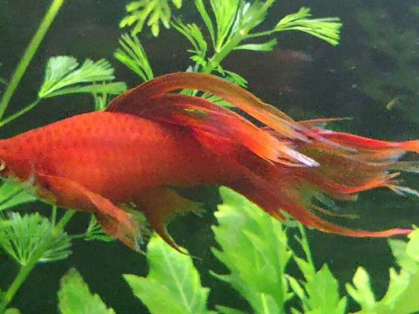 Меченосцы лира вуалевые и коронохвостые