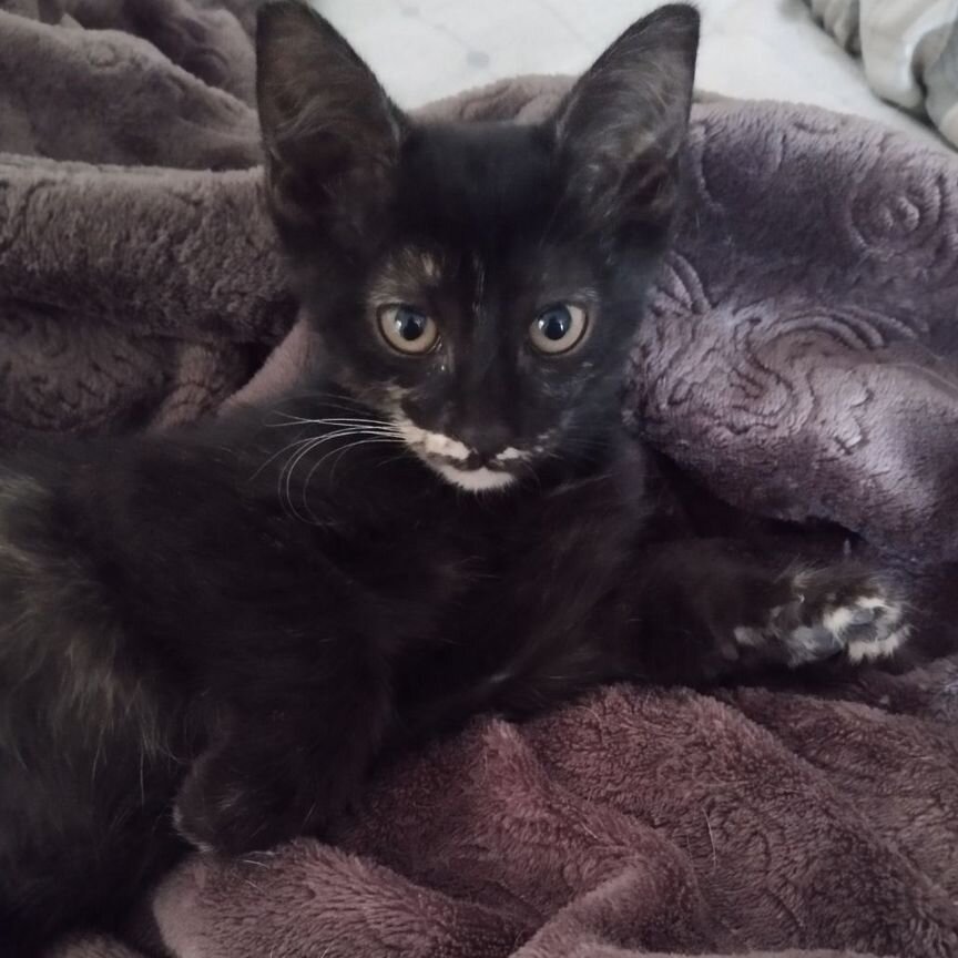 Домашние животные котята бесплатно