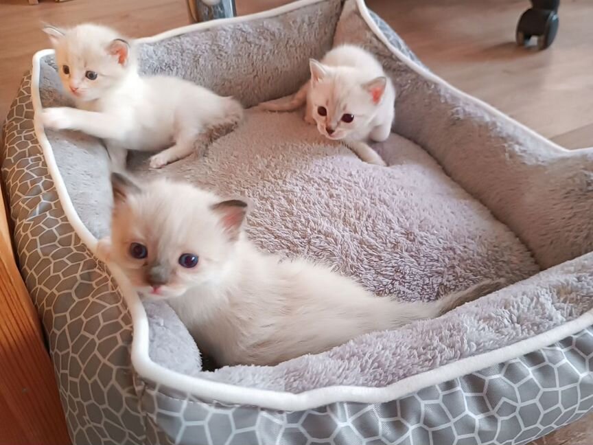 Отдам котят в добрые руки