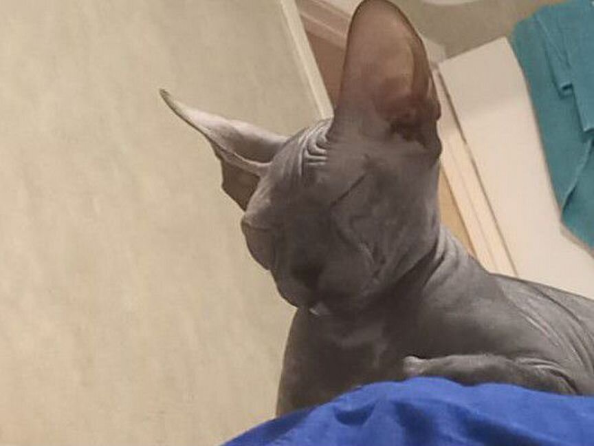 Кошка