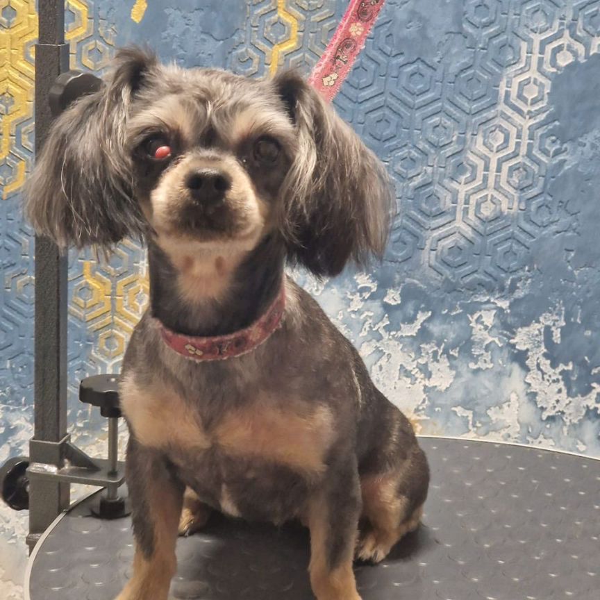 Болонка в добрые руки