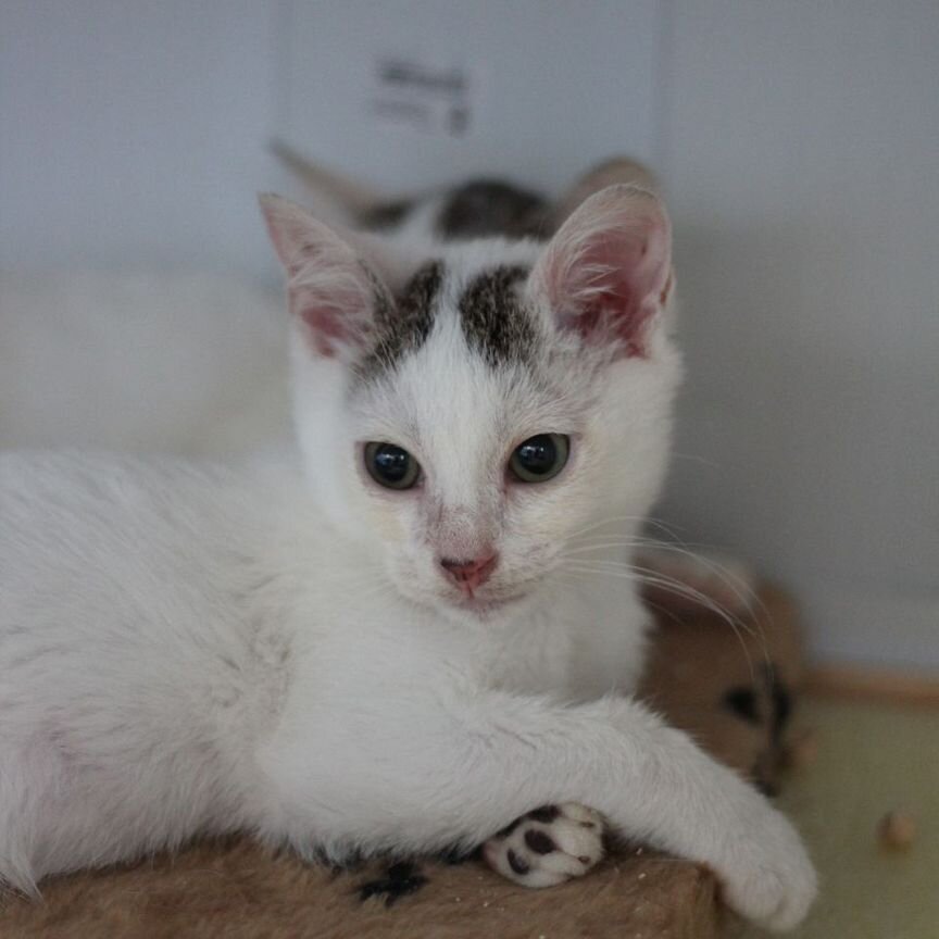 Котëнок мальчик в добрые руки, котята