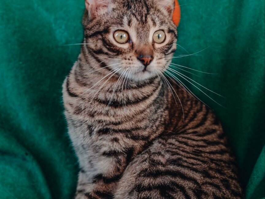 Котик в добрые руки
