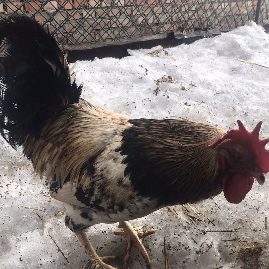 Молодые петухи