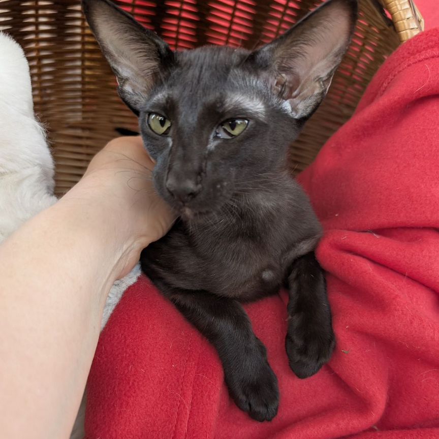 Ориентальный котёнок