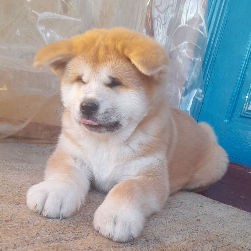 Японские малыши