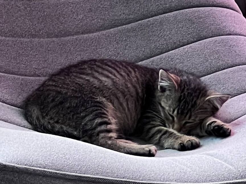 Отдам в хорошие руки котенка