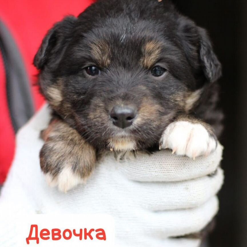 Девочка 1 месяц щенок