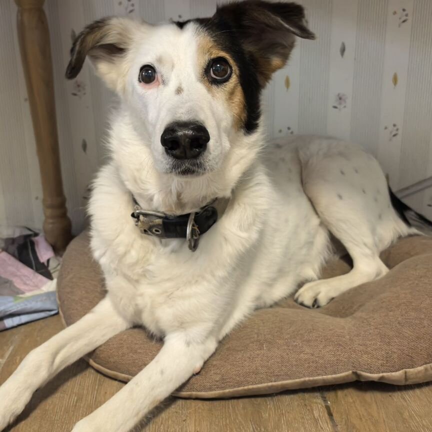 Взрослая собака в добрые руки