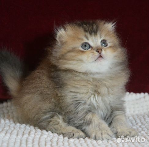 Хайленд девочка
