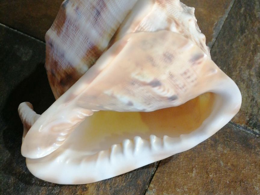 Большие морские раковины