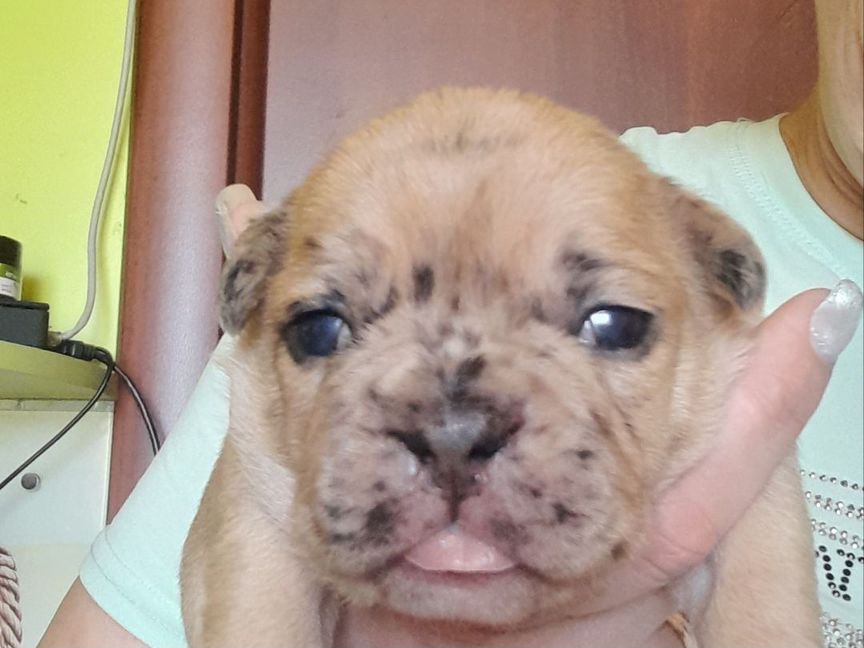 Французский бульдог щенки