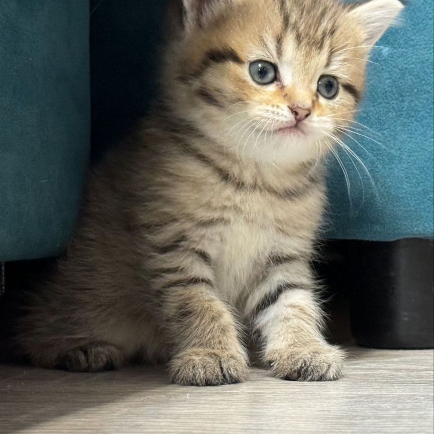 Шотландская прямоухая кошка Уфа