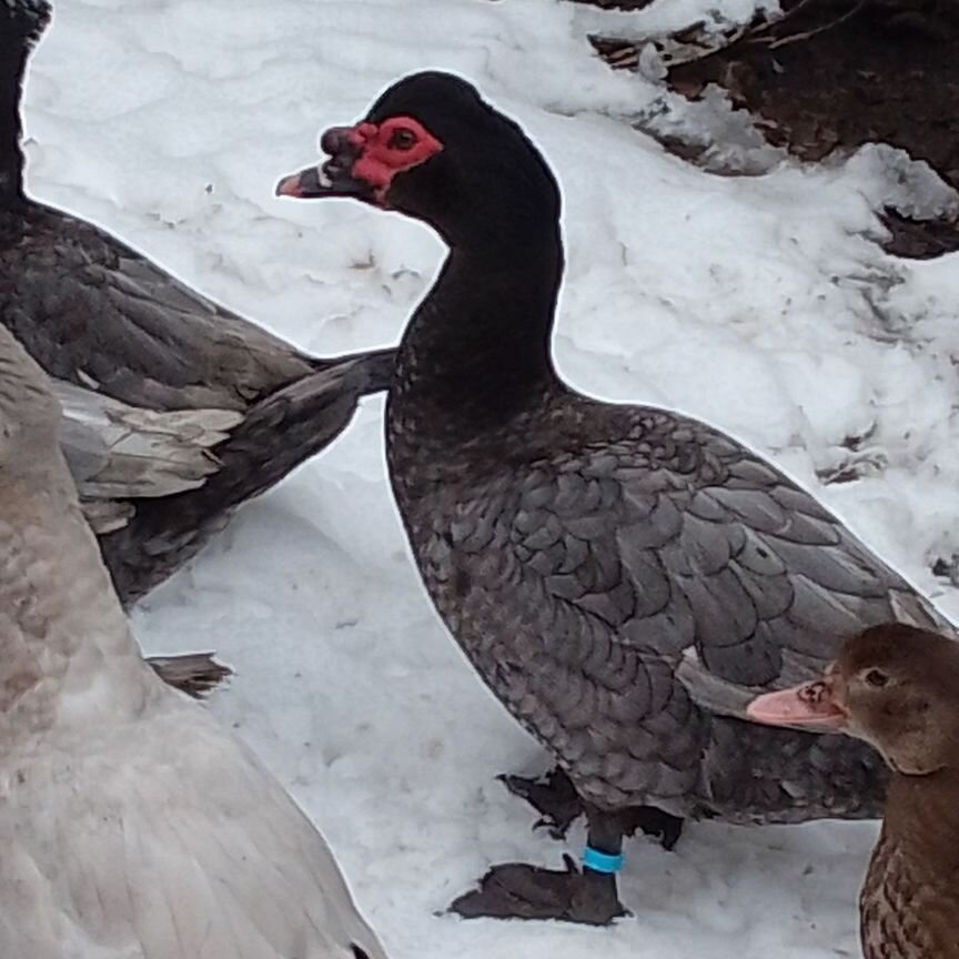 Мускусные утки