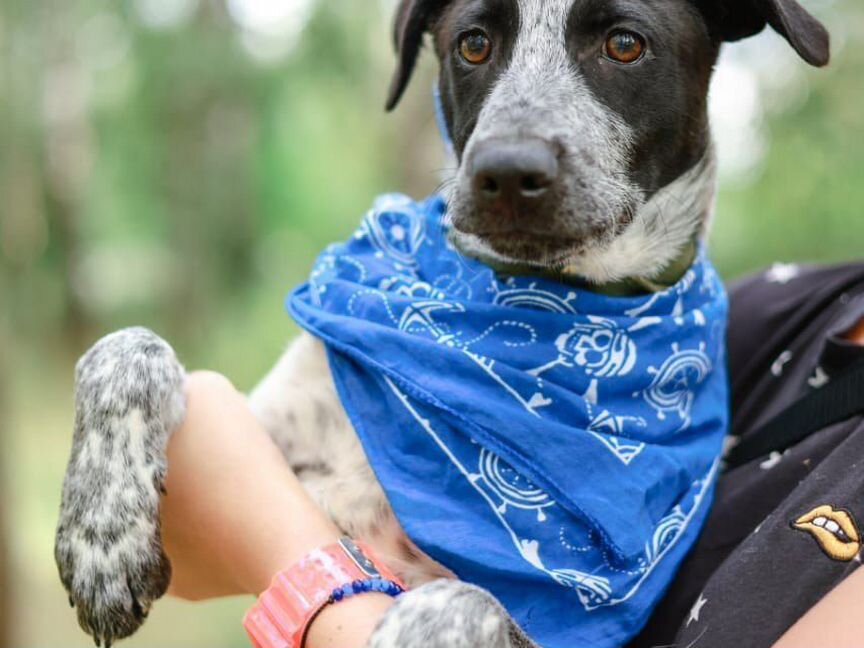 Собачий ребёнок ищет хозяев