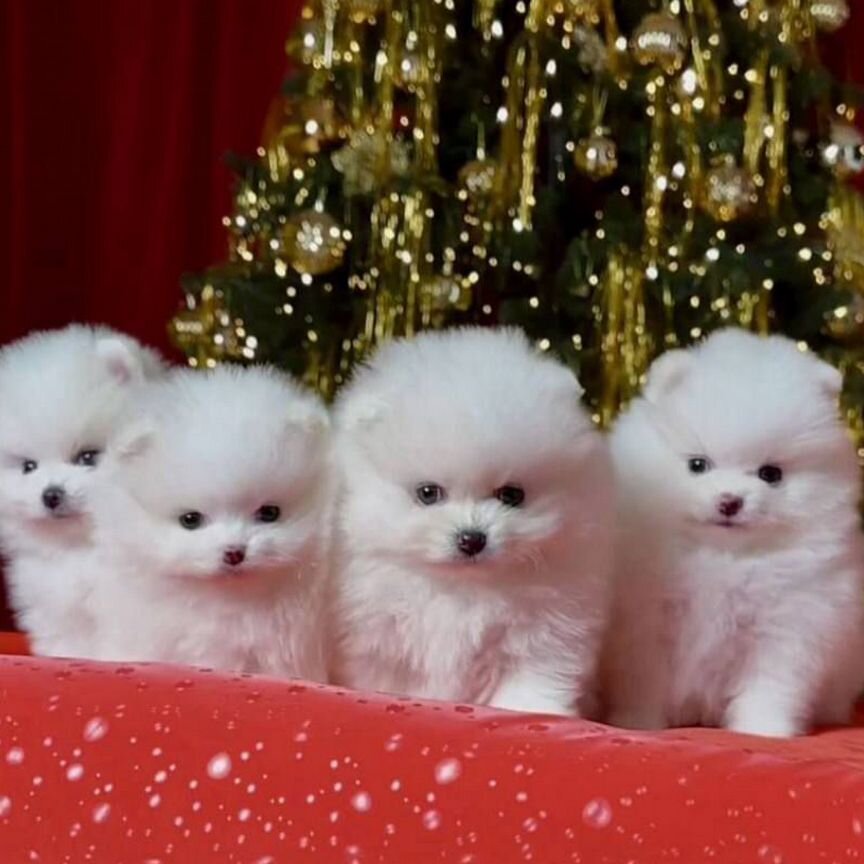 Померанский шпиц, щенок