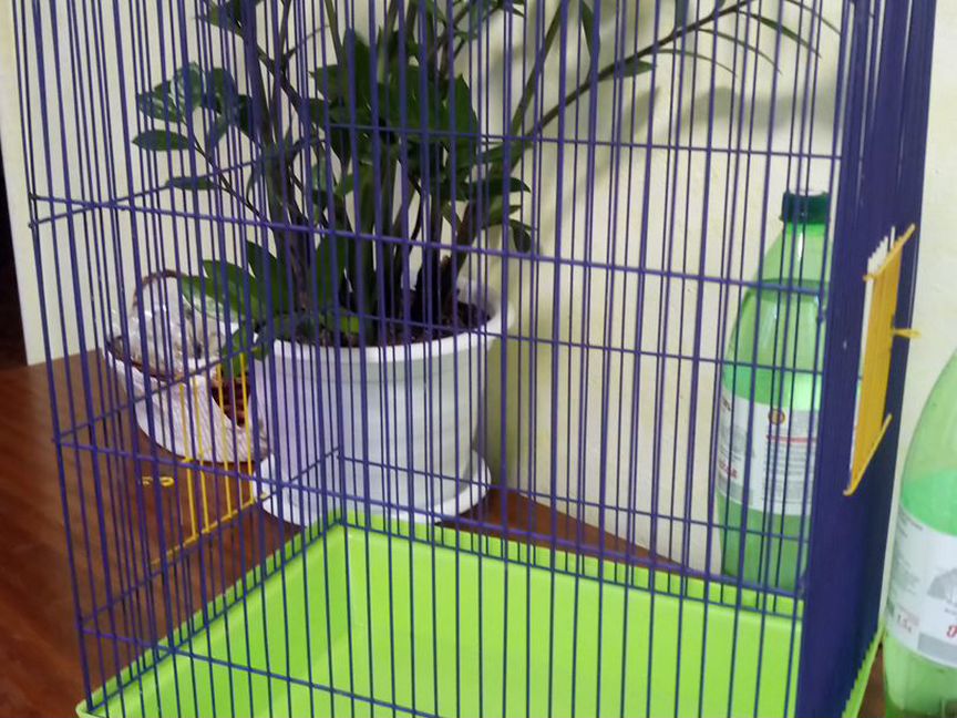 Клетка для грызунов бу