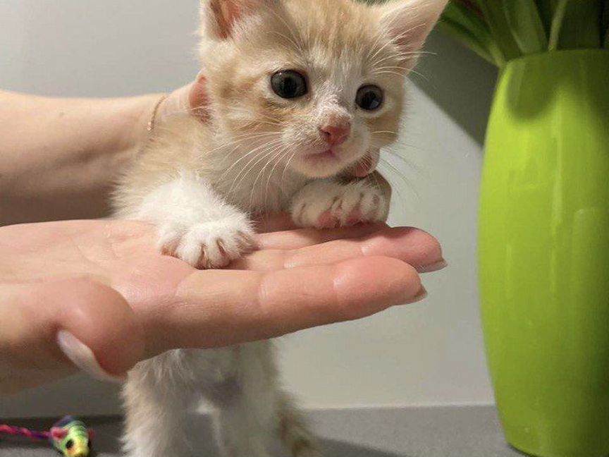 Котята рыженькие в заботливую семью