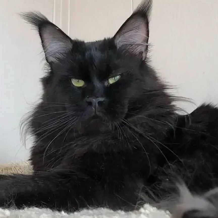 Мейн-кун котёнок