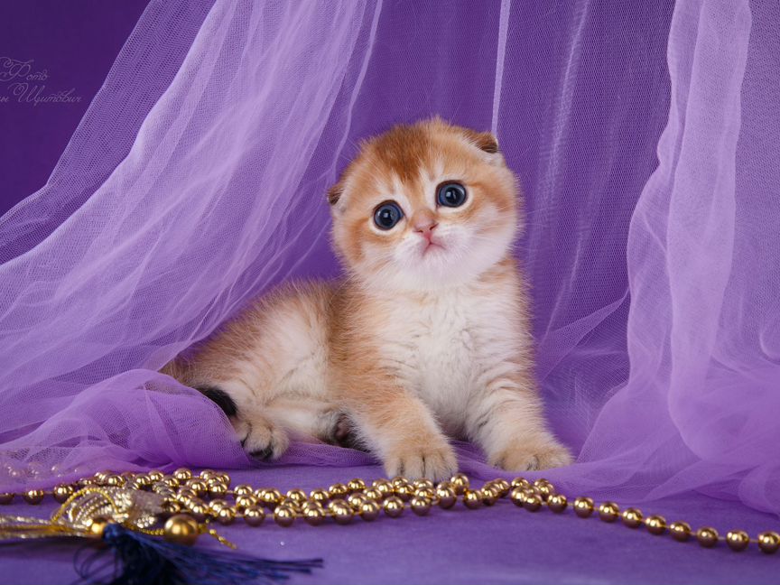 Шотландские котята золото
