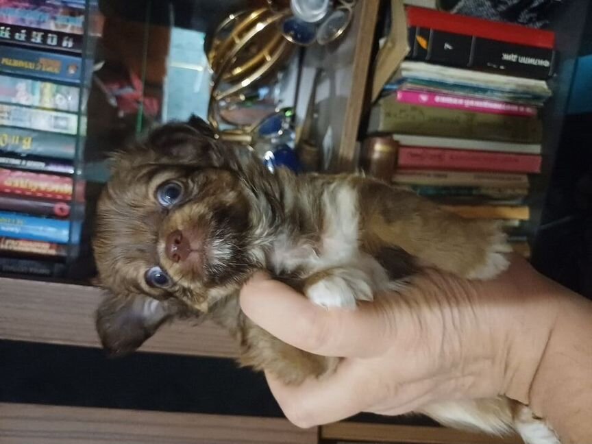 Длинношерстные щенки чихуахуа мальчики крошки на Л