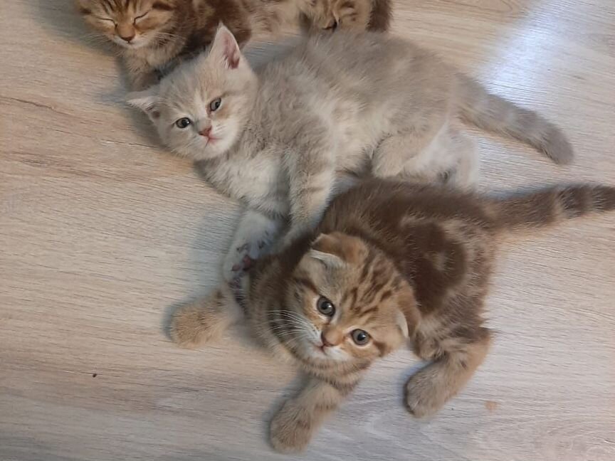 Шотландские котята