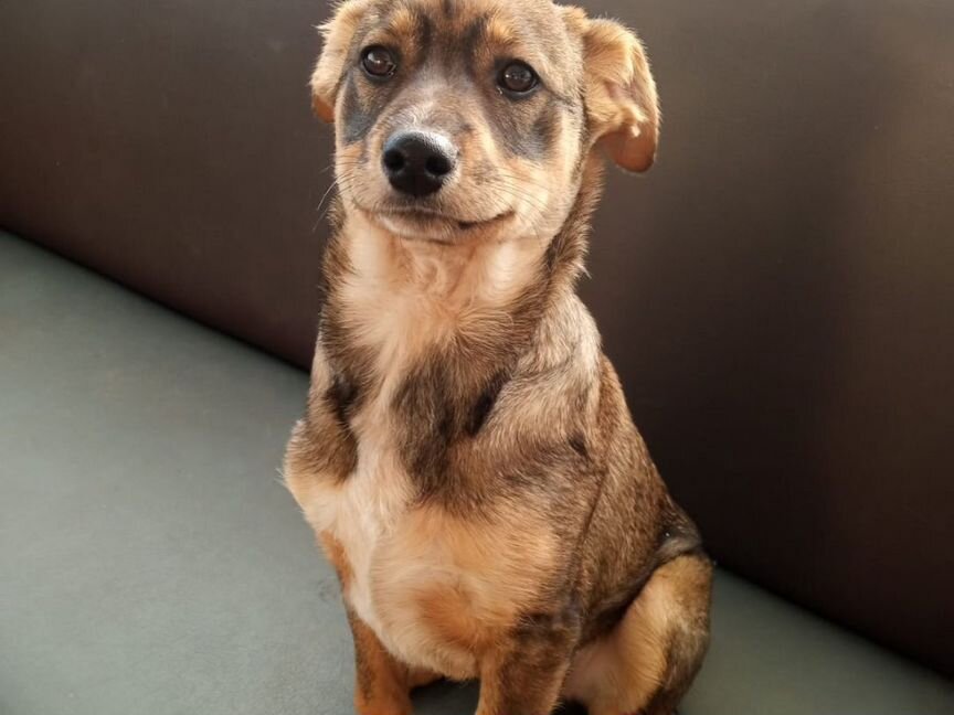 Собака в добрые руки щенок 4 мес