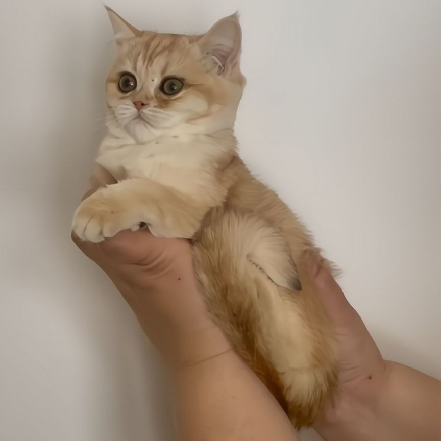 Шотландский прямоухий короткошёрстный котёнок