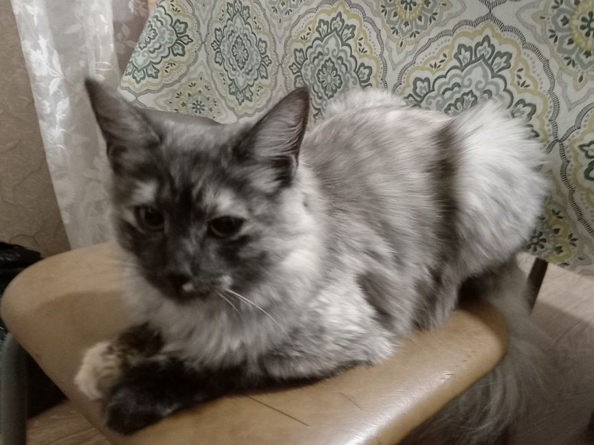 Отдам в добрые руки кошку