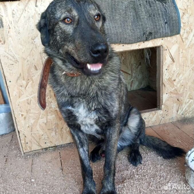 Грей охрана для мамы и папы