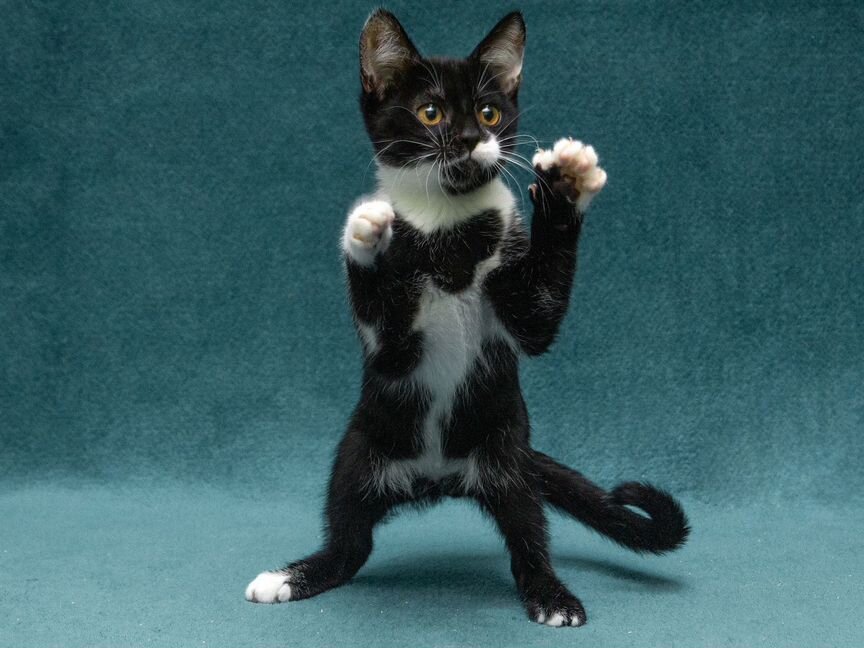 Батлер котенок