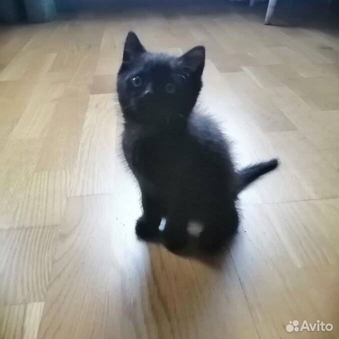 Безпородистая, девочка, отдам даром